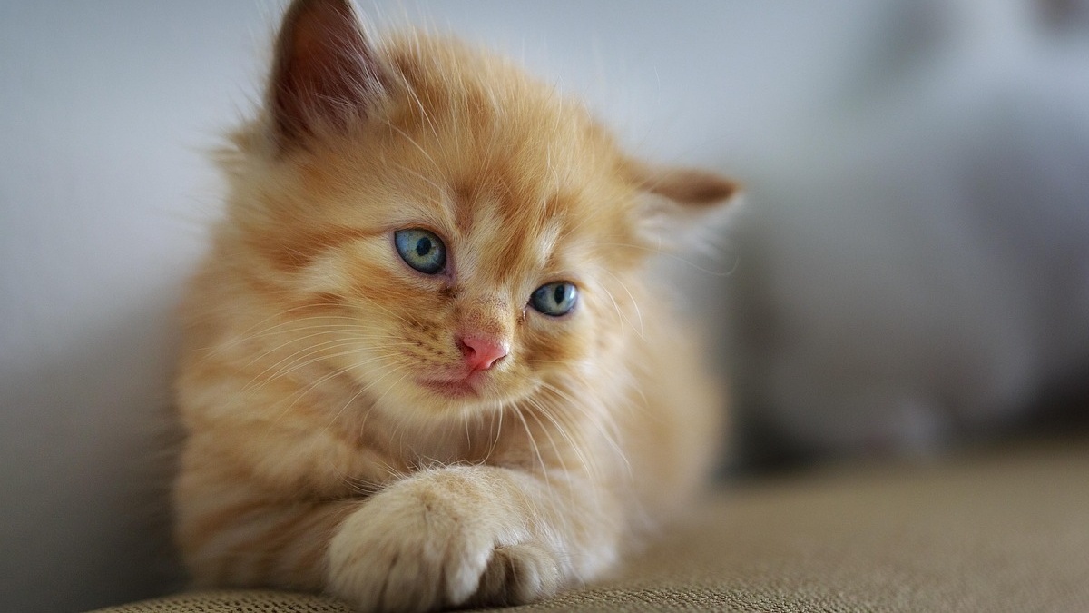 The only way to say "I love you" to your cat in its own language (you ...