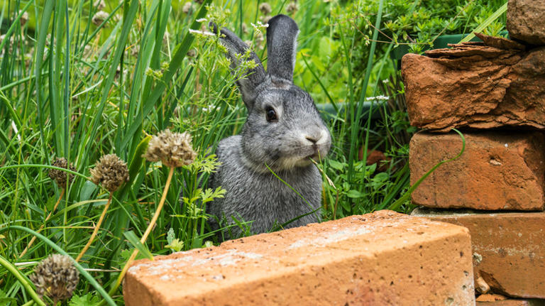 Rabbits won't stop nesting in your yard? Here's why