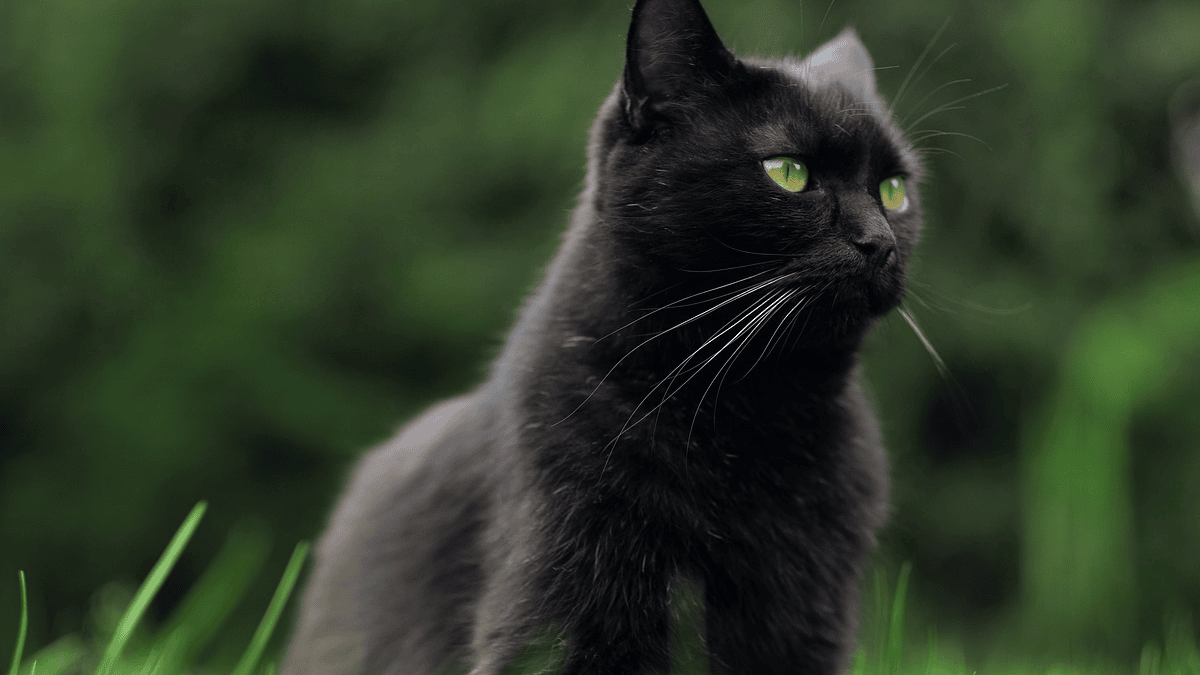 These 11 signs could indicate that your cat is absorbing your negative ...
