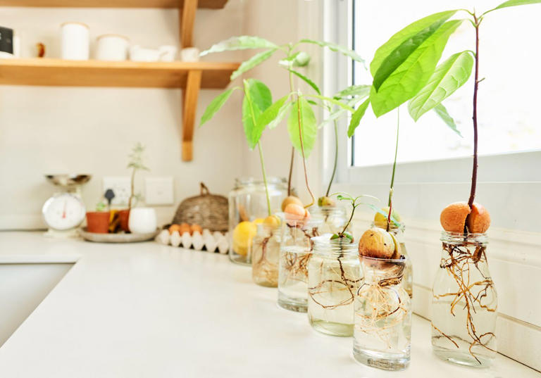 How to grow an avocado tree from a pit—no matter where you live
