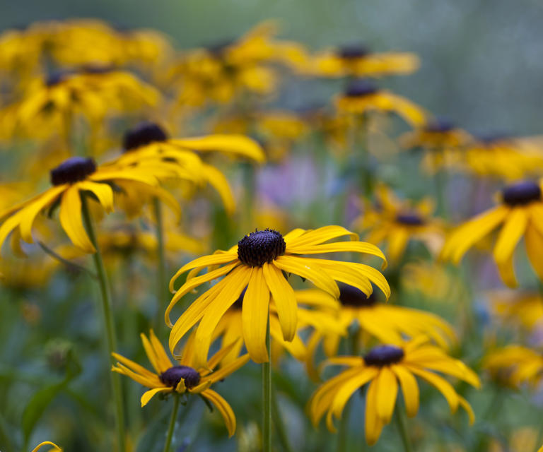 These 6 flowers really do grow better in raised beds – 6 cut flowers ...