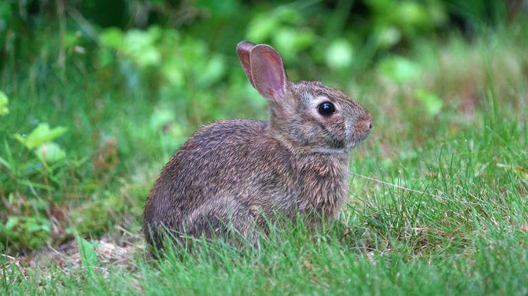 Rabbits won't stop nesting in your yard? Here's why