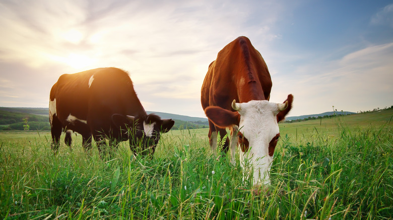Everything you need to consider when buying ground beef
