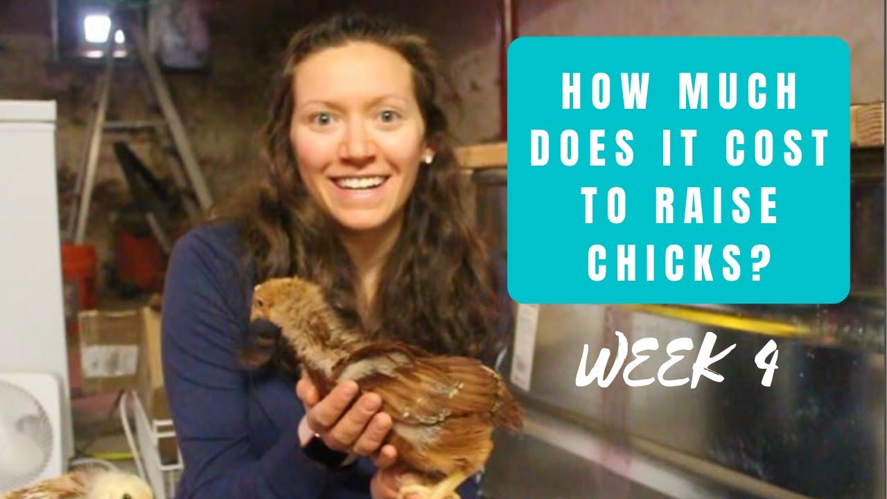 Understand the true cost of raising backyard baby chicks