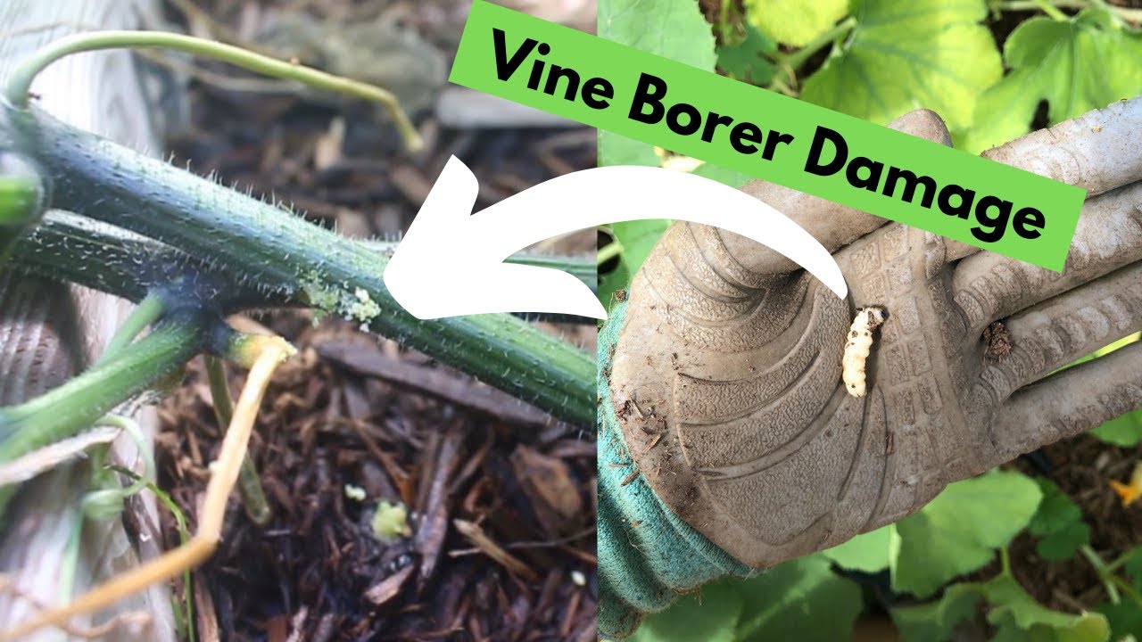 Eliminate squash bugs and vine borers using organic garden treatments