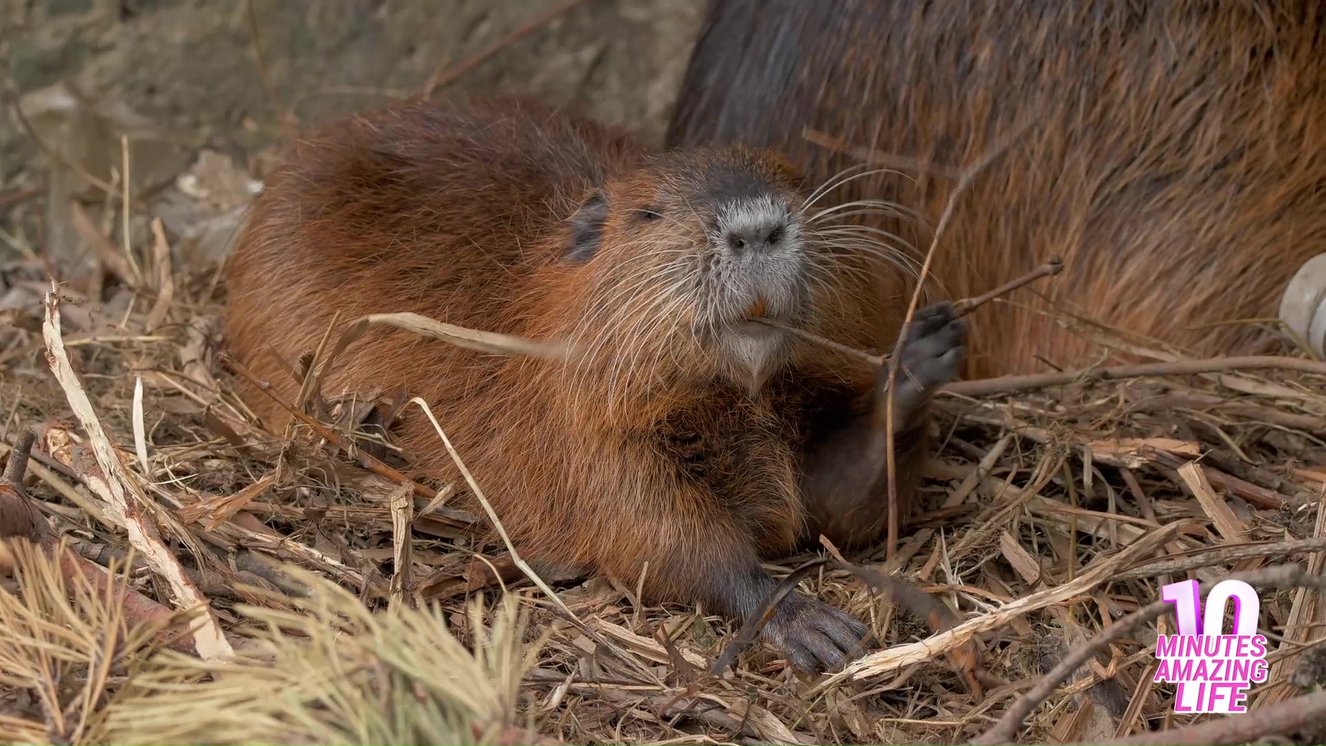 Young nutria practicing independent feeding