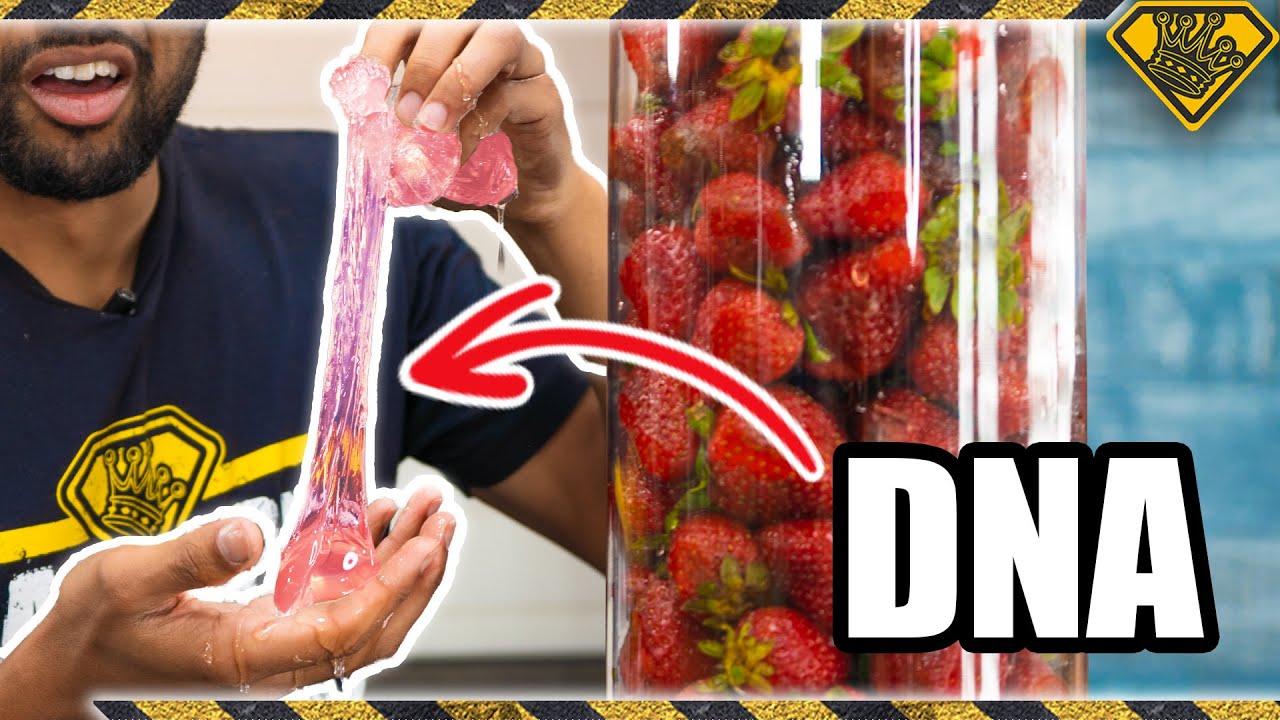 Extracting pure DNA from 25 lbs of strawberries