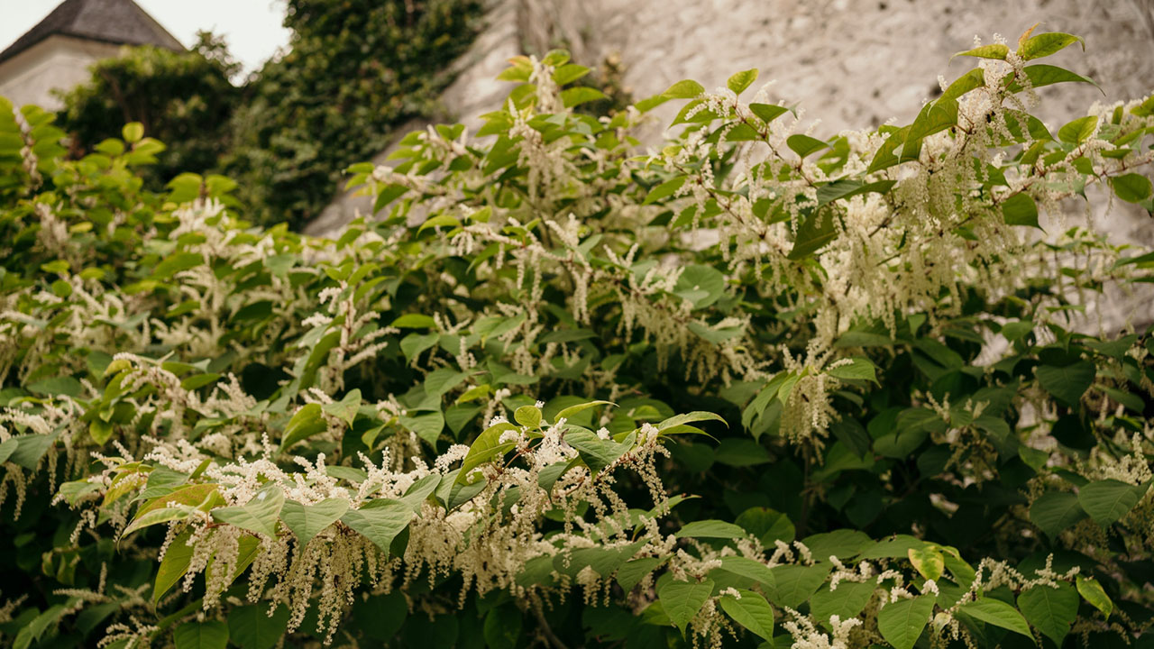 These 9 invasive plants will ruin your yard and are hard to get rid of