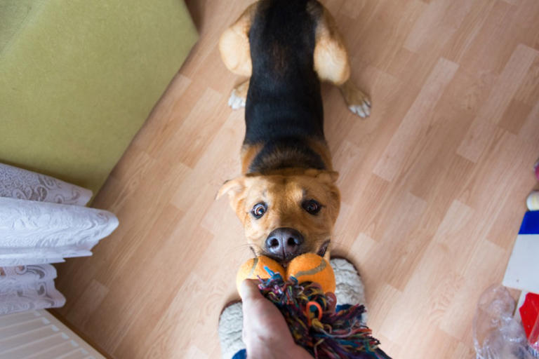 Dog trainer says the first 72 hours after adoption matter most—here's why