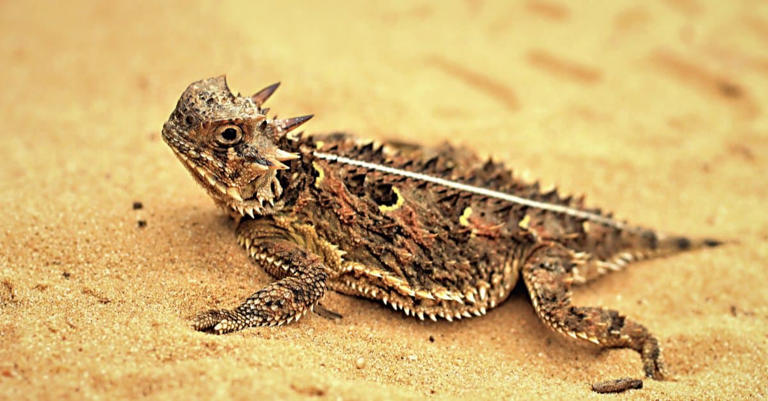 Texas horned lizards were vanishing, now they’re thriving