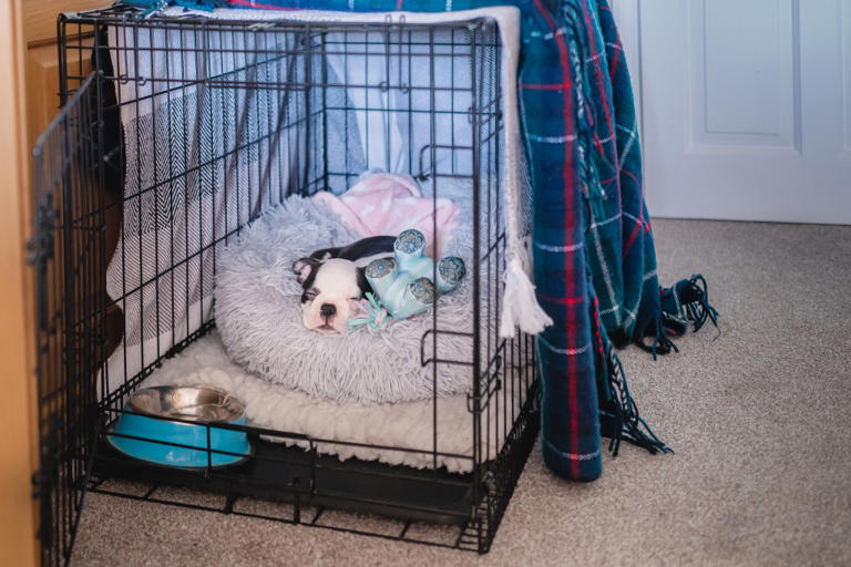 Dog trainer says the first 72 hours after adoption matter most—here's why