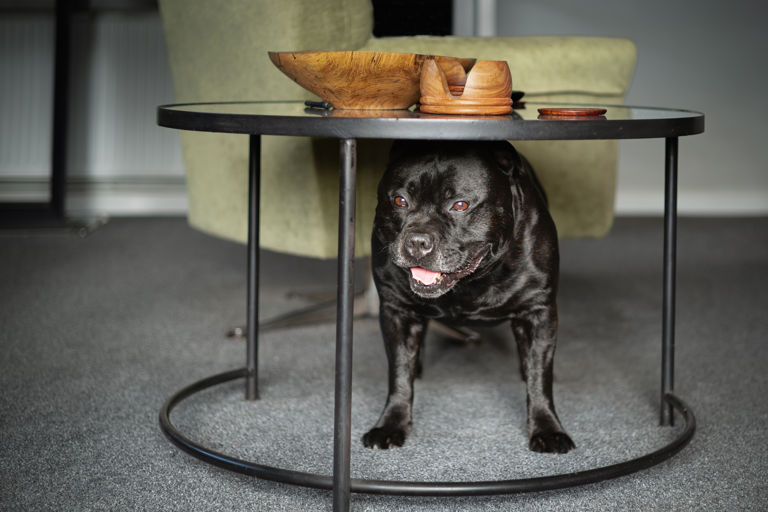 Dog trainer says the first 72 hours after adoption matter most—here's why