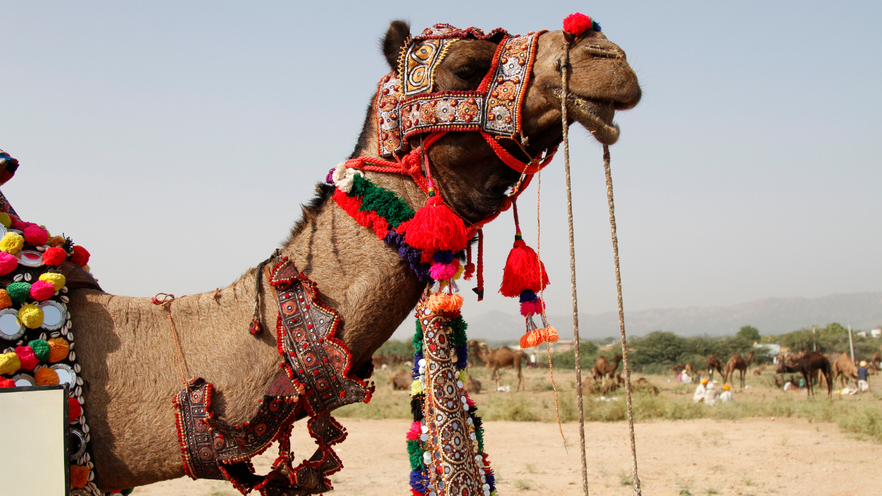 ‘Camel Kardashians’: 20 camels disqualified for Botox, fillers and ...