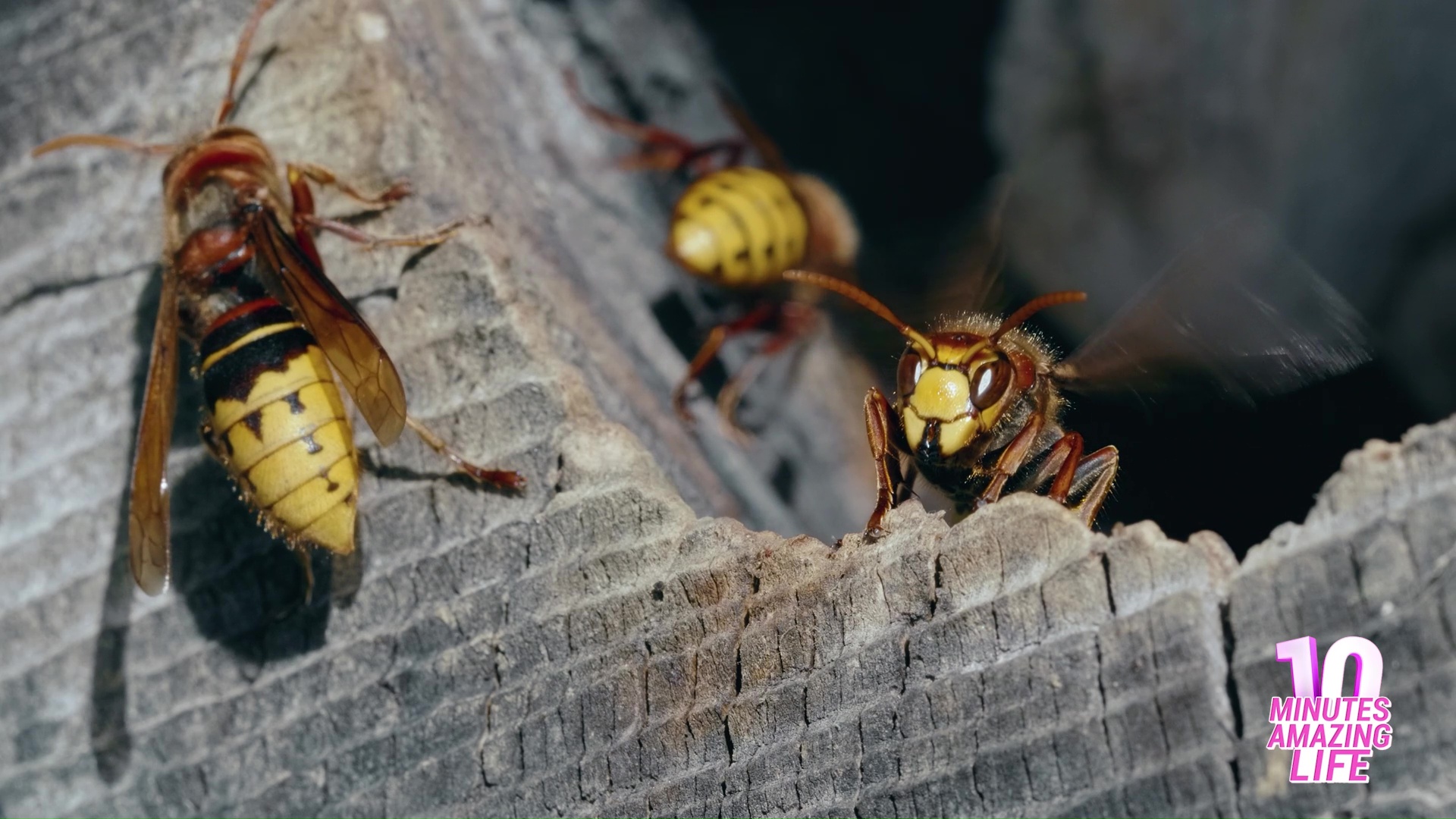 European hornets defending their nest entrance