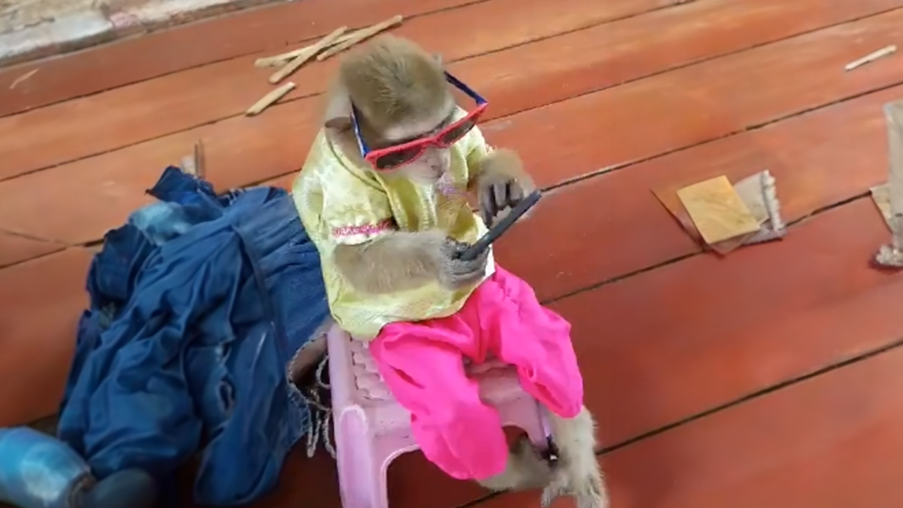 Monkey interacts with a smartphone