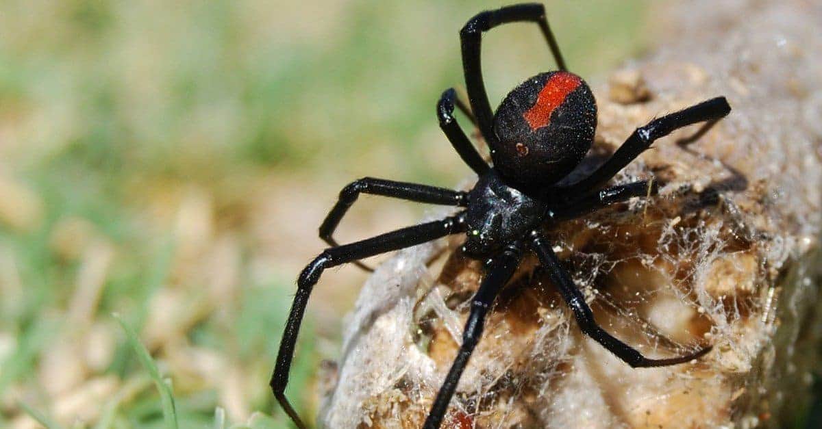 Dangerous and deadly animals found in each US state