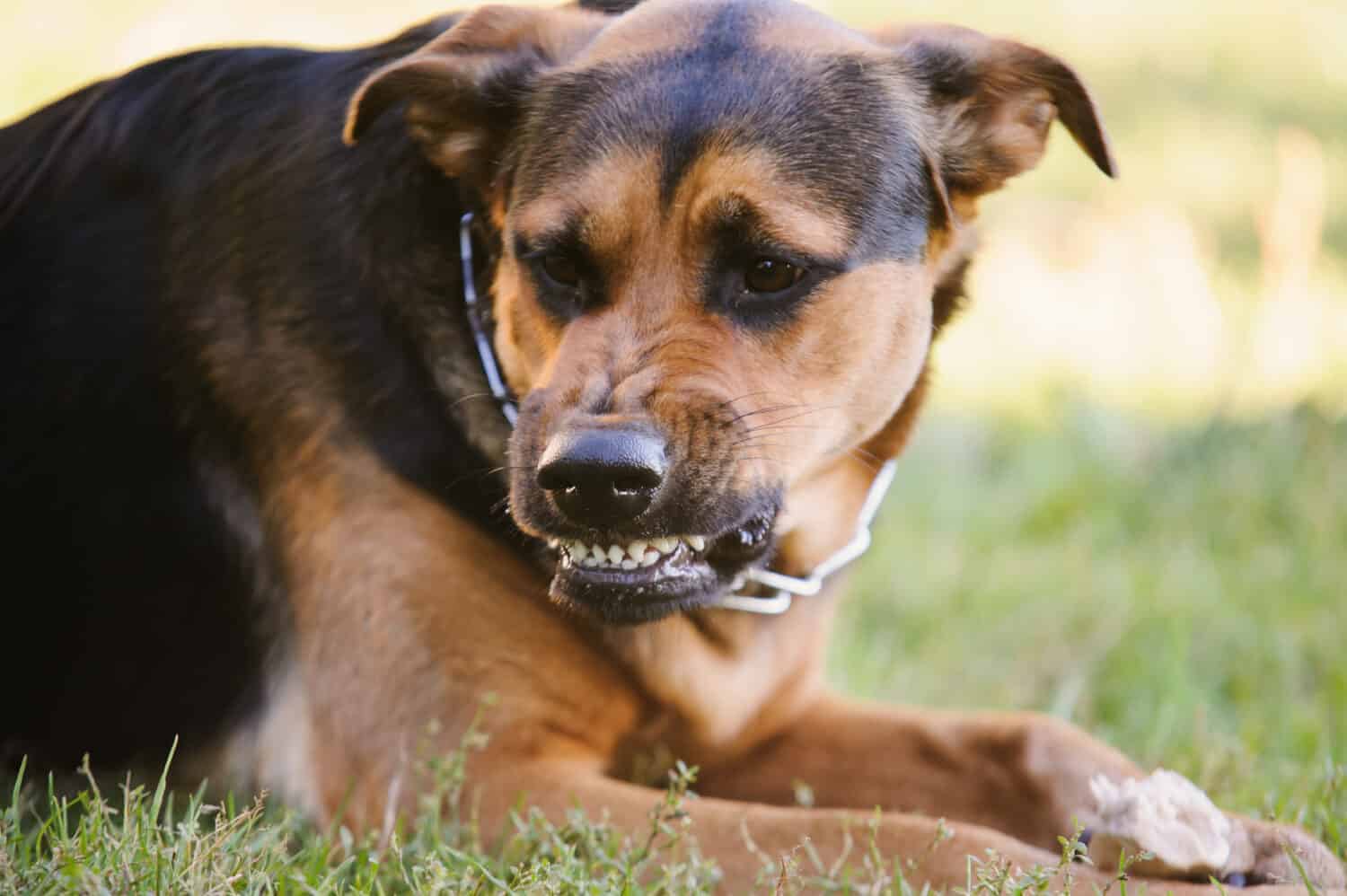 Dangerous and deadly animals found in each US state