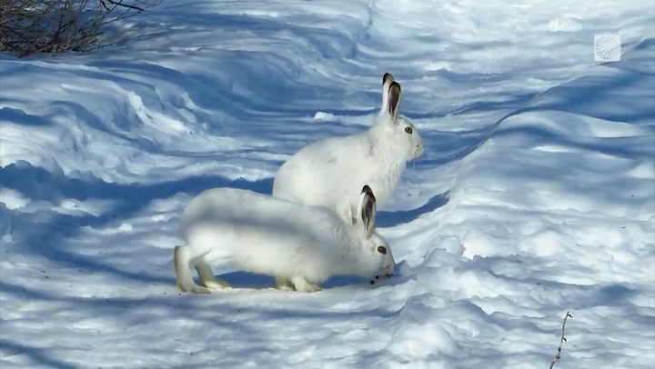 Camouflaged rabbits enjoy a sunny day in the snow