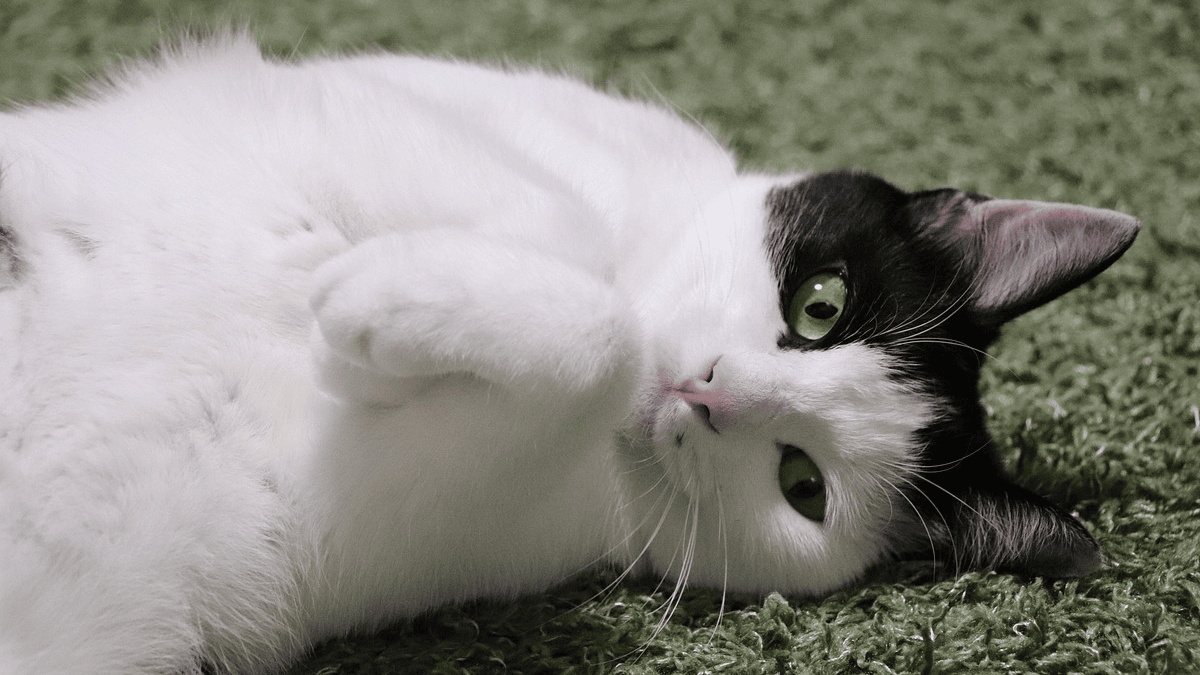 Do you know how to pet your cat properly? Find out if you're doing it ...