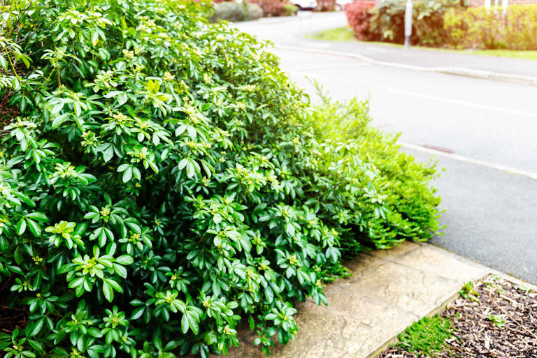 How to remove overgrown shrubs without tearing up your yard