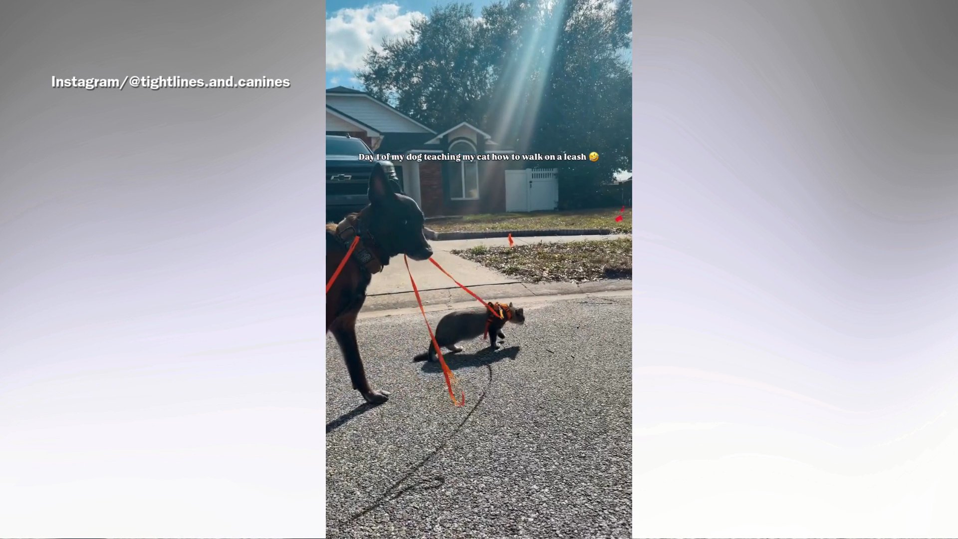 Dog teaches cat to walk on leash