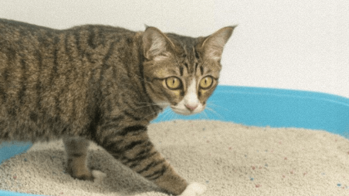 This is what your cat thinks every time you clean its litter box