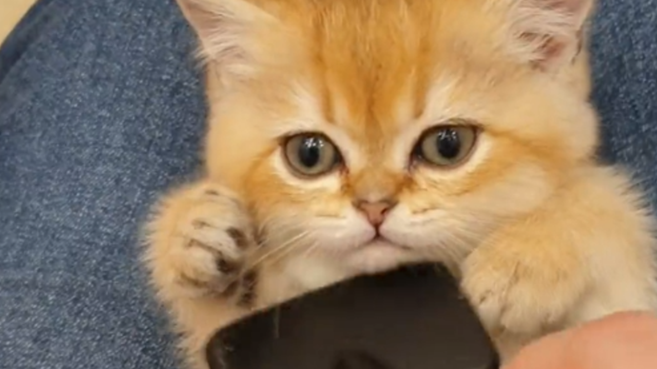 Adorable kitten gets a gentle grooming session