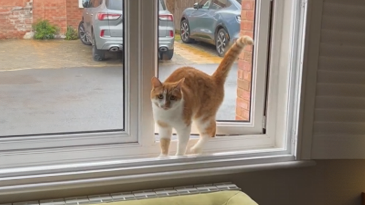 Cat appears to 'moonwalk' across the room