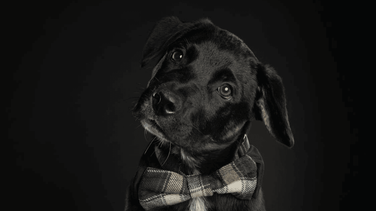 Veterinarians explain the 13 behaviors dogs exhibit before significant ...