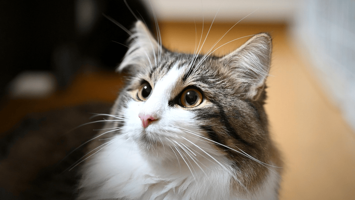 Do you know how to pet your cat properly? Find out if you're doing it ...