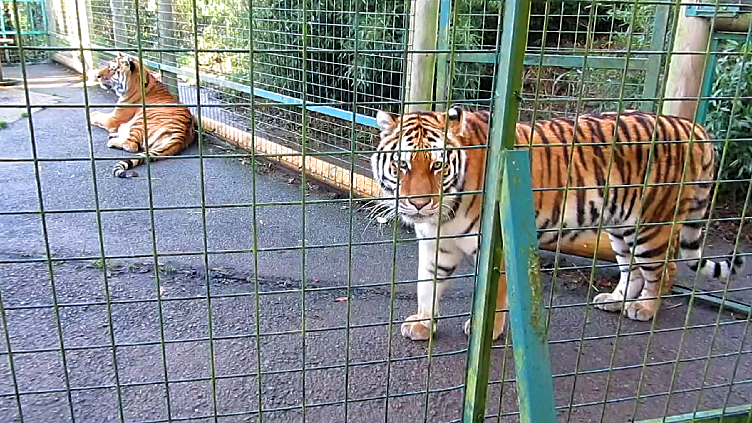 A stranger got an unexpected connection with a tiger at a zoo