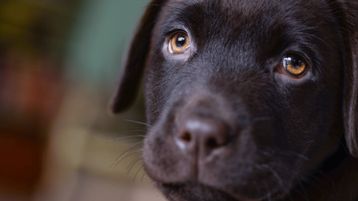 What your dog is trying to tell you in its final stages, according to ...