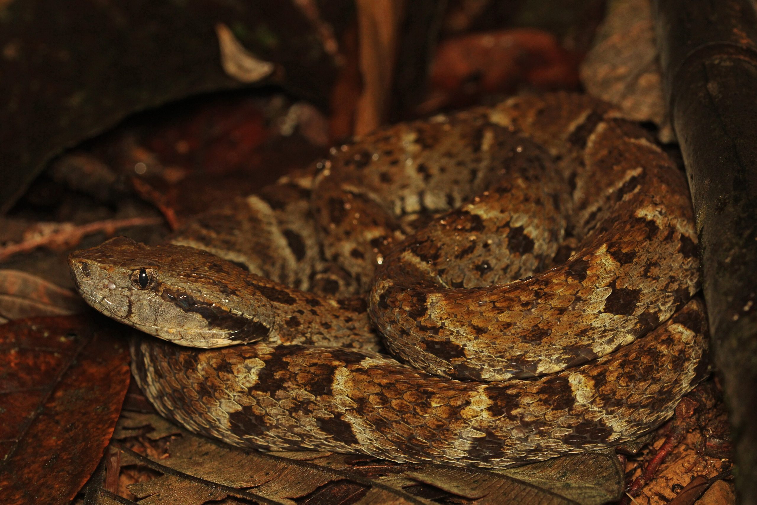 7 most aggressive and weird snakes you can stumble into on a normal hike