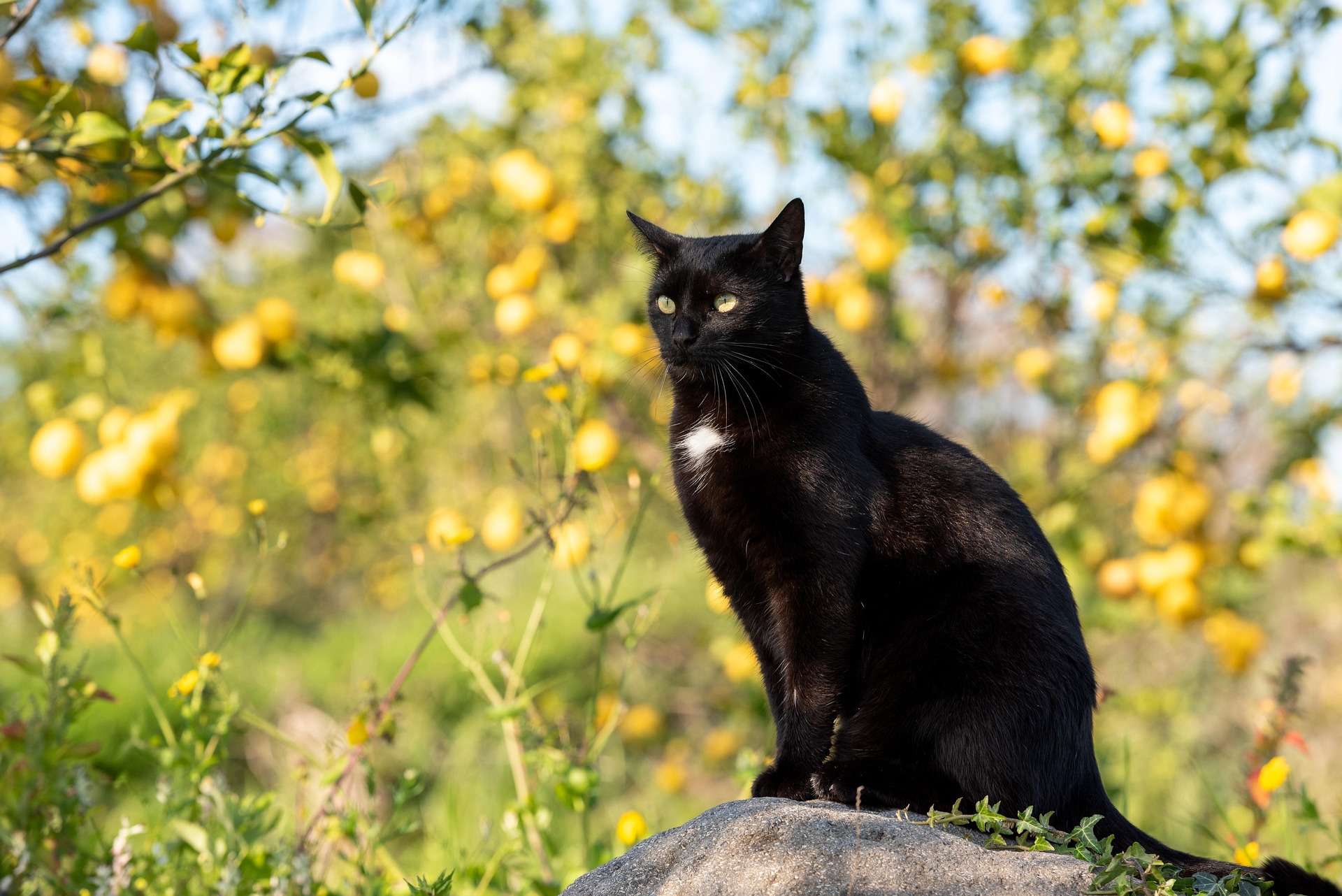 Animals that symbolize death