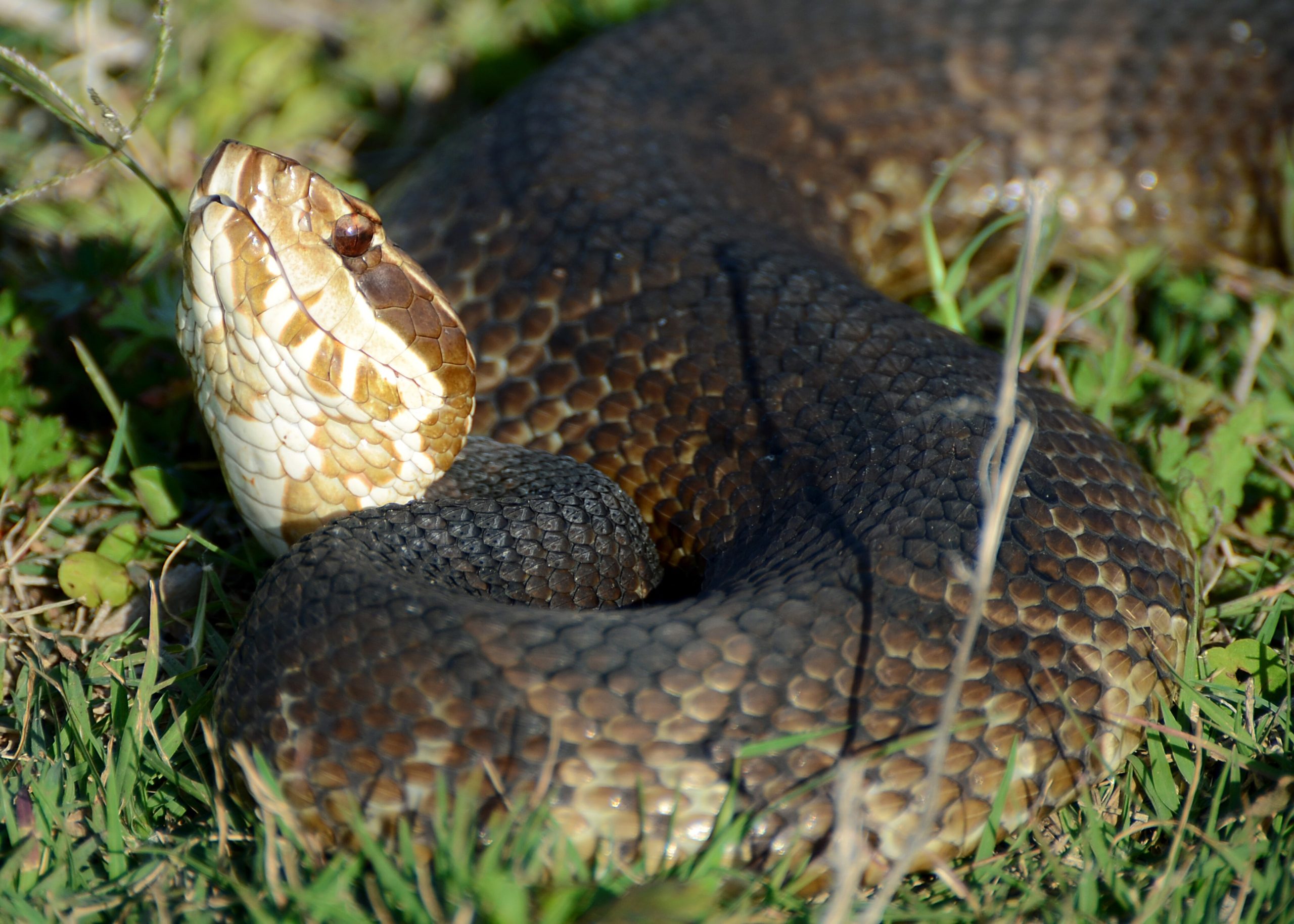 7 most aggressive and weird snakes you can stumble into on a normal hike