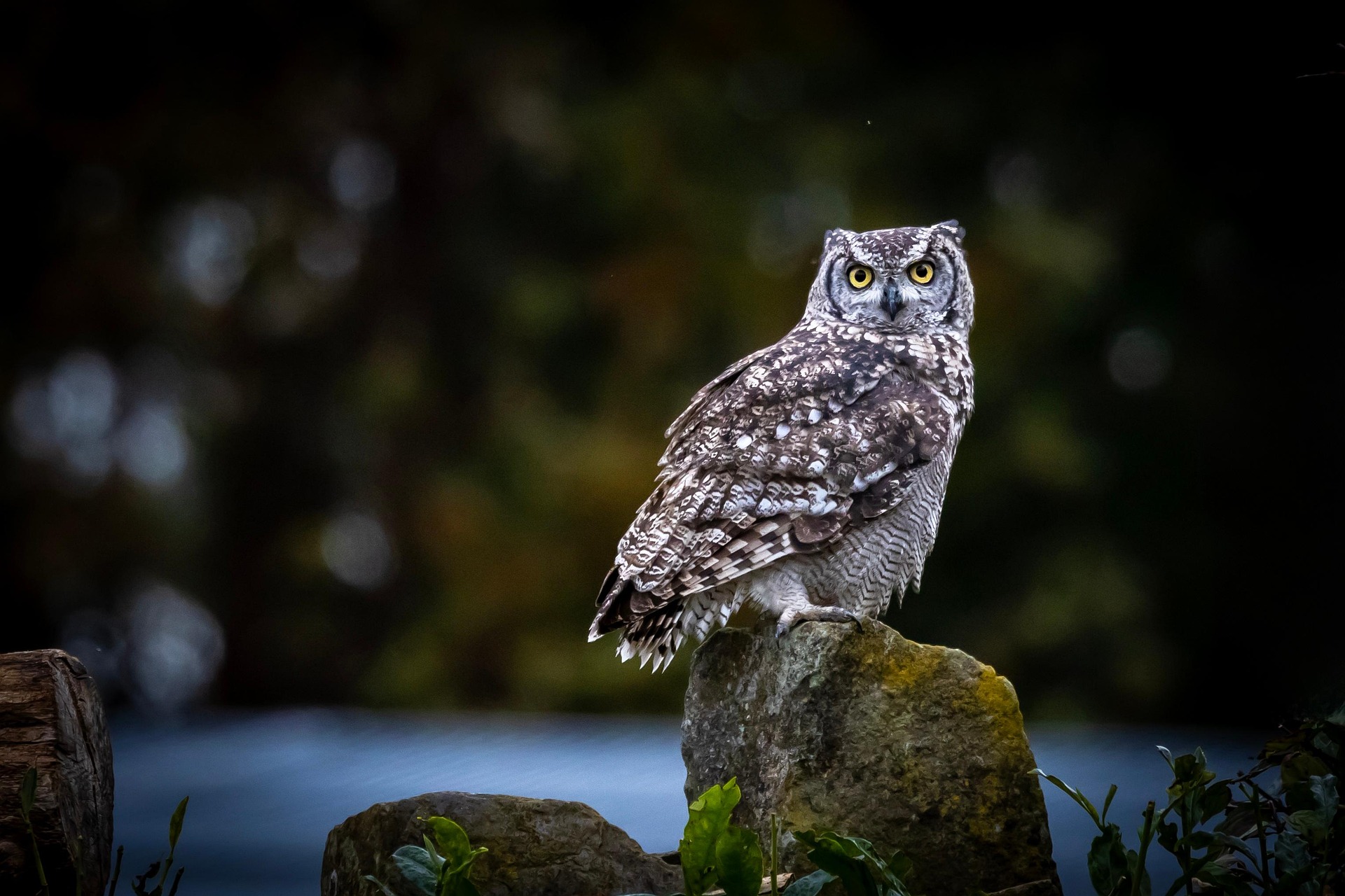 Animals that symbolize death