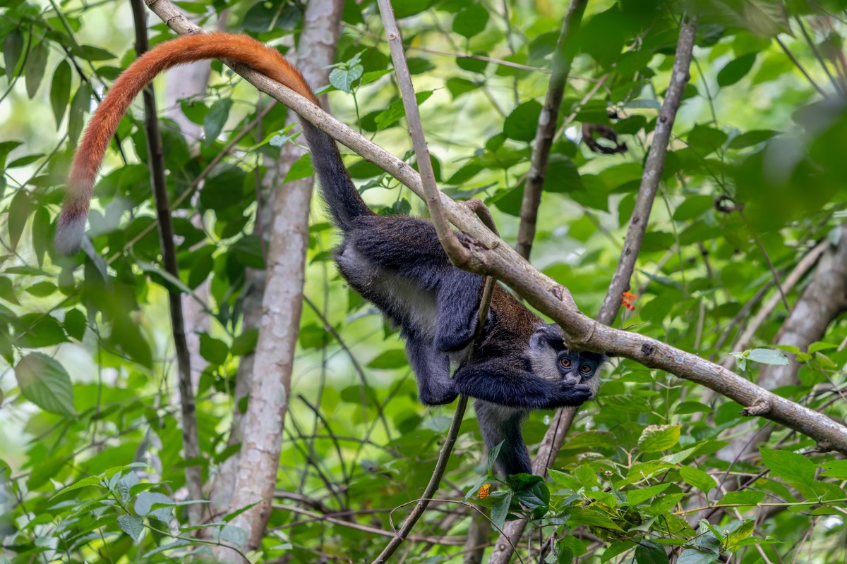 Oakland Zoo celebrates the historic birth of a rare red-tailed monkey ...