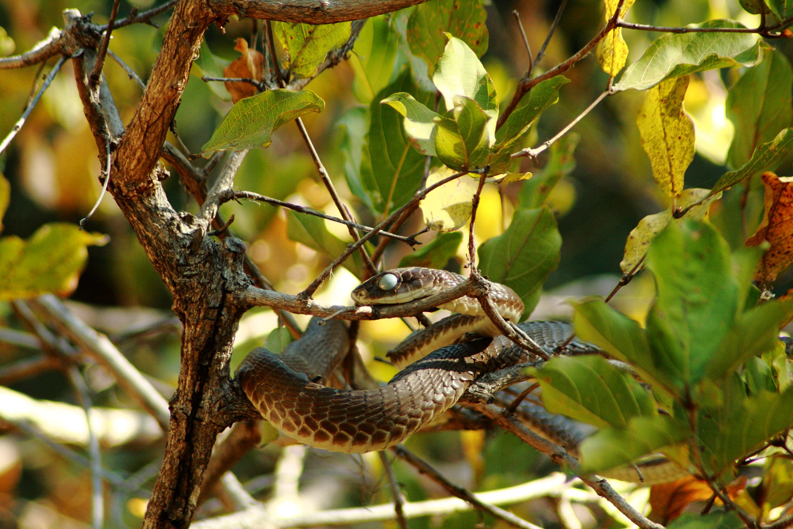 7 most aggressive and weird snakes you can stumble into on a normal hike