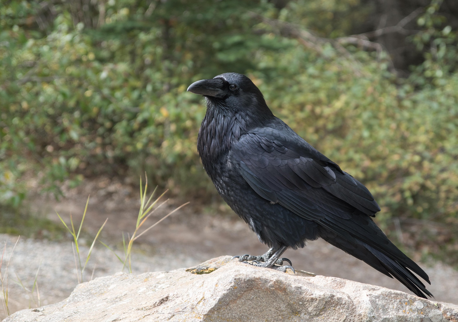 Animals that symbolize death