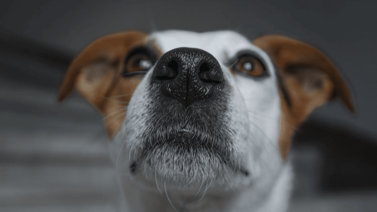 What dogs really think about you when you say these 10 common phrases