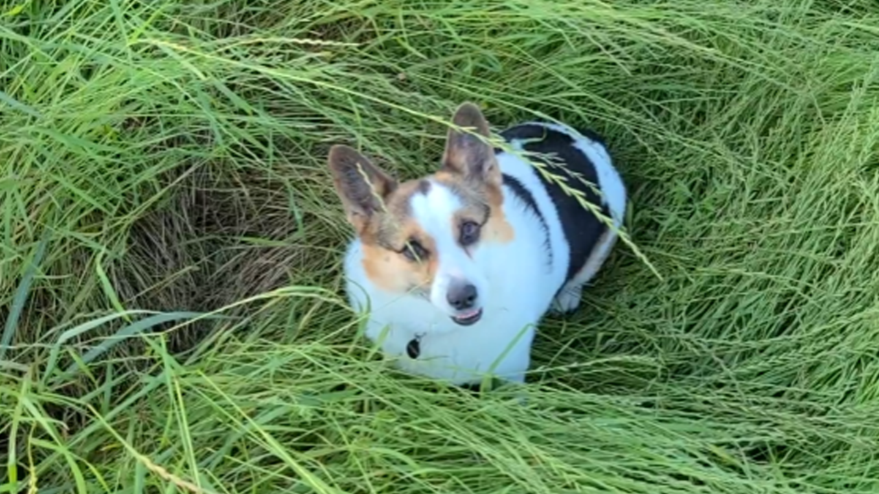 Playful corgis race through the grass