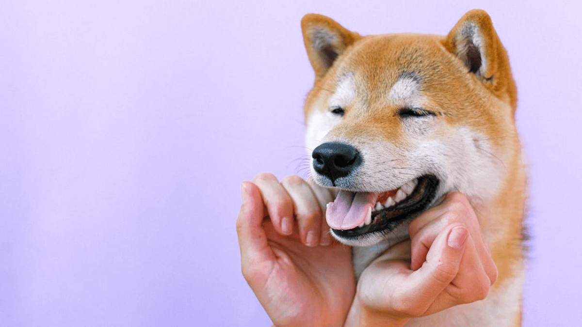 Veterinarians share 10 signs your dog needs more attention