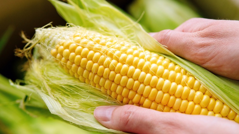 How to Tell if Corn on the Cob Has Gone Bad