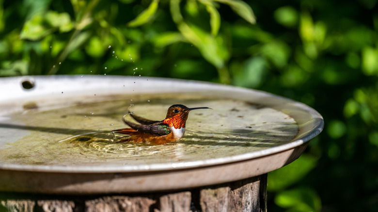 Turn your yard into a hummingbird haven with the help of an easy-to ...