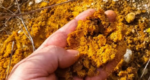 Gold Mountain identifies extensive TREO and gold anomalies at Down Under