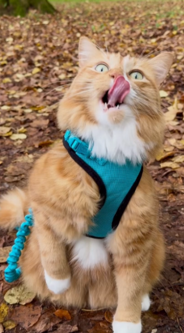 That face when he sees another cat