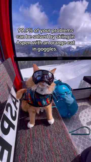 Cat travel adventures with my furry explorer