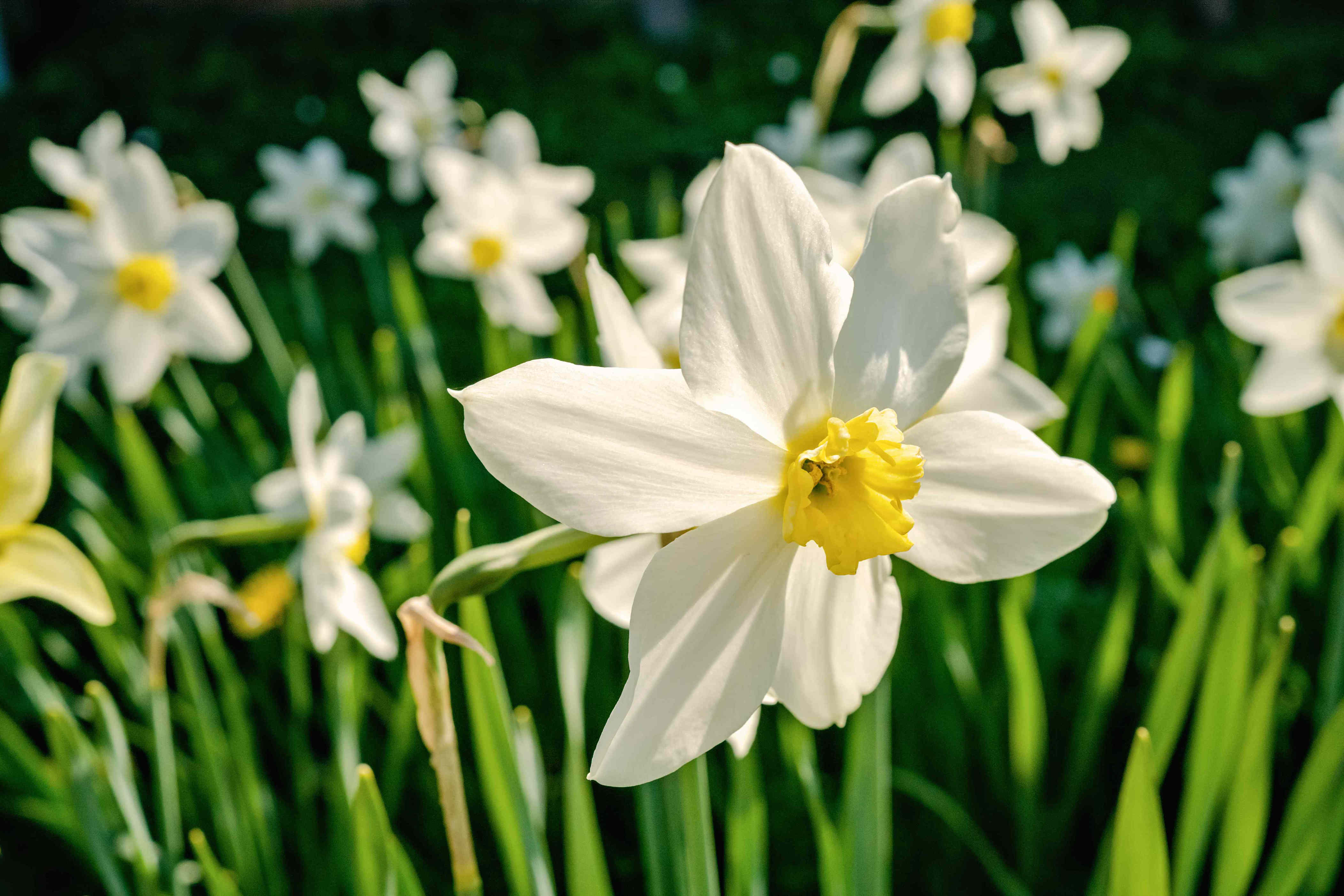Can you still plant daffodils in spring—or is it too late?