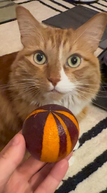 Blood orange vibes with my cat