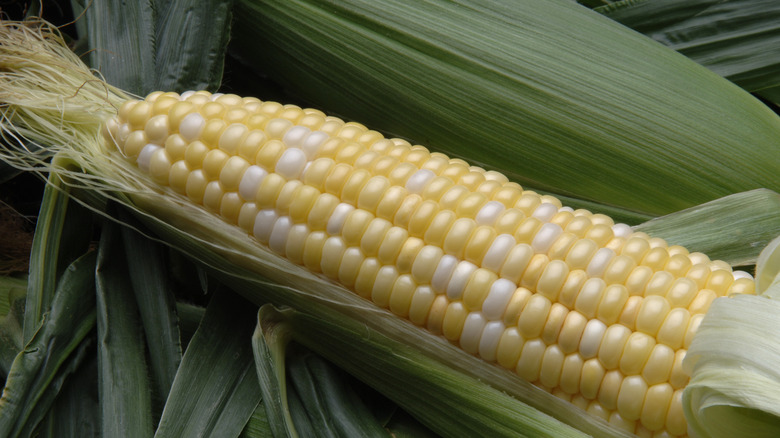 How to Tell if Corn on the Cob Has Gone Bad